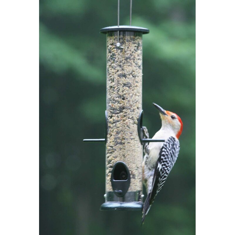 Low Cost Large Tube Bird Feeder - Outdoor Furniture Zone Low Cost Large Tube Bird Feeder - Outdoor Furniture Zone